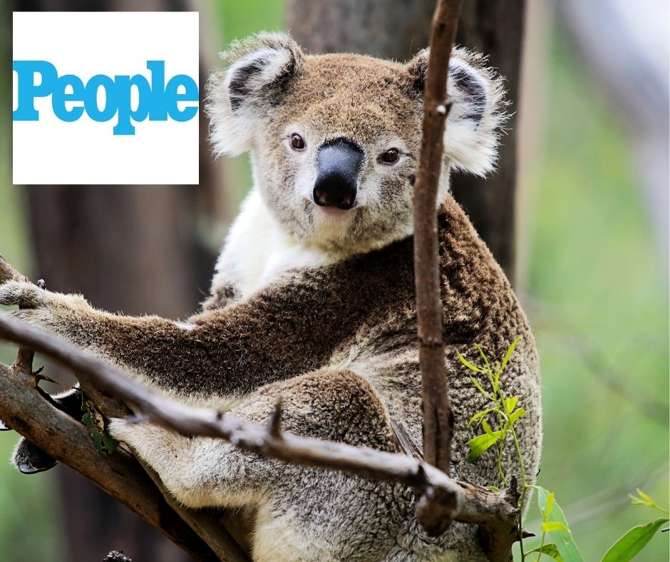 KOALA ATTACK MAKES WORLD HEADLINES - South West Local News